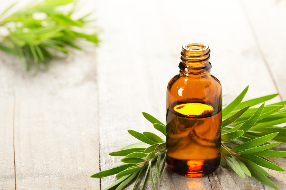 Serba-serbi Tea Tree Oil Menurut Dermatolog yang Menarik Diketahui ...