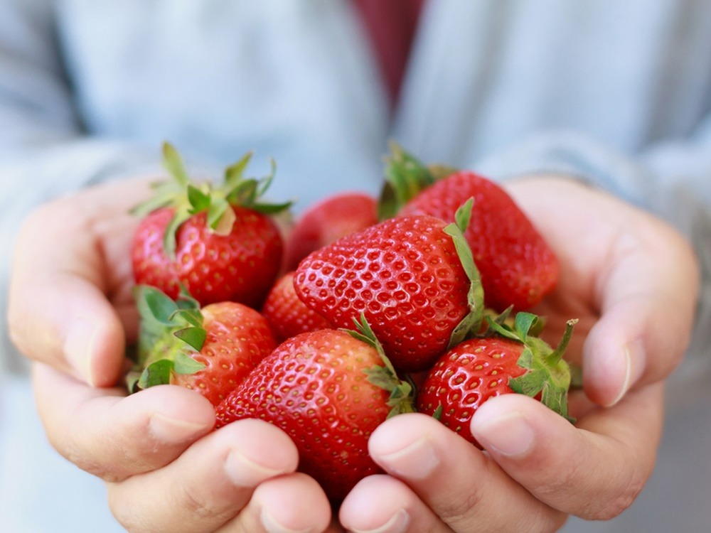 Mengenal Istilah Strawberry Generation, Generasi Masa Kini yang Mudah ...