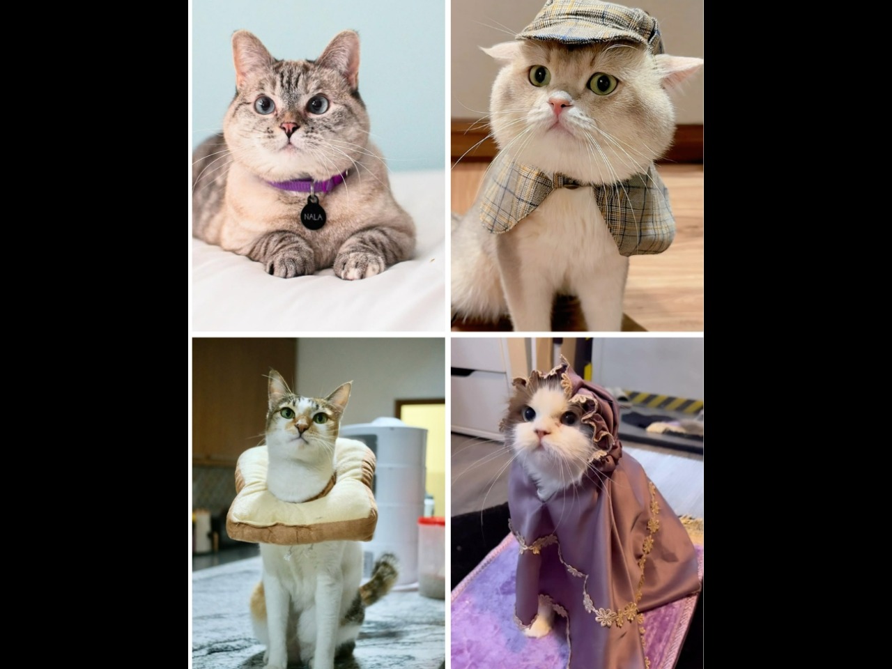 Bertingkah Lucu hingga Bermuka Melas, ini 10 Instagram Kucing Lucu yang ...