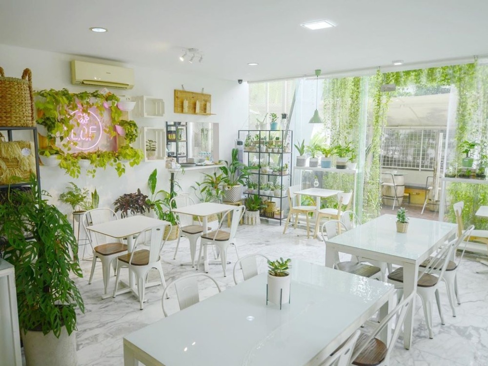 Bisa Datang Langsung Ini 5 Toko Tanaman Hias Yang Berlokasi Di Jakarta