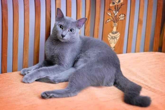 Cat Lovers Merapat! Ini 5 Fakta Tentang Kucing Busok, Ras Asli ...