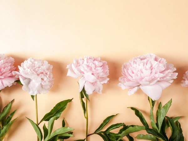 Selain Mawar, ini Jenis Bunga yang Cocok untuk Hari Valentine - Beauty ...