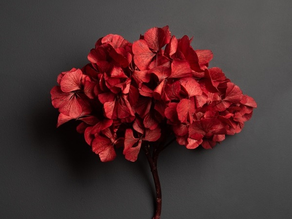 Selain Mawar, ini Jenis Bunga yang Cocok untuk Hari Valentine - Beauty ...