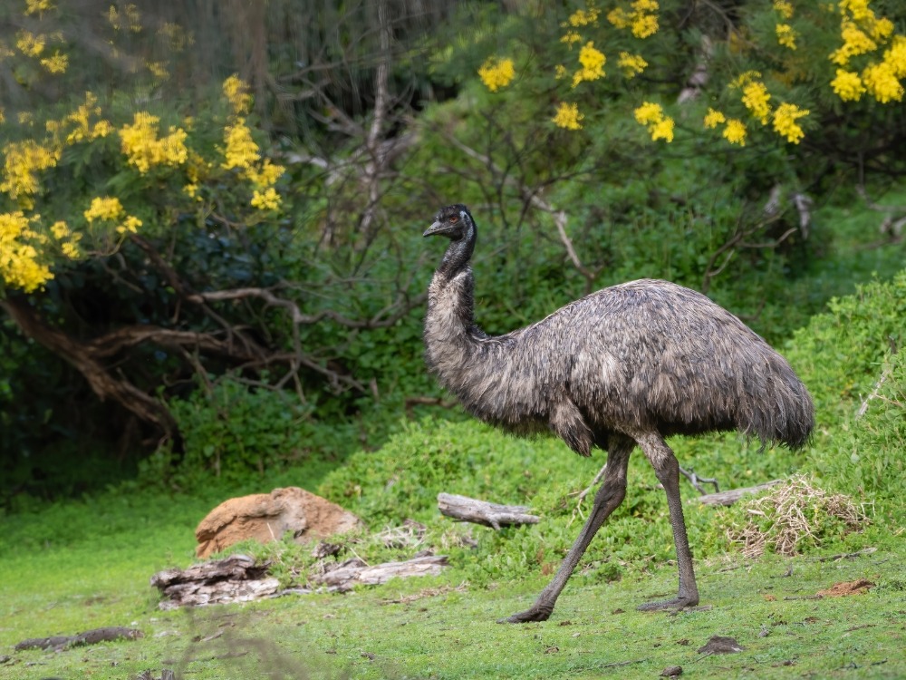 Mengenal Emu Oil, Kandungan dari Hewan Asal Australia yang Disebut ...