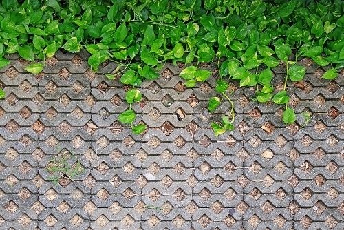 Mengenal Nama Tanaman Rambat yang Biasa Menghiasi Pagar dan Dinding ...