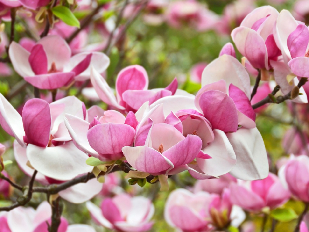 Magnolia Bark Extract, Bahan Alami yang Menyimpan Banyak Manfaat untuk ...