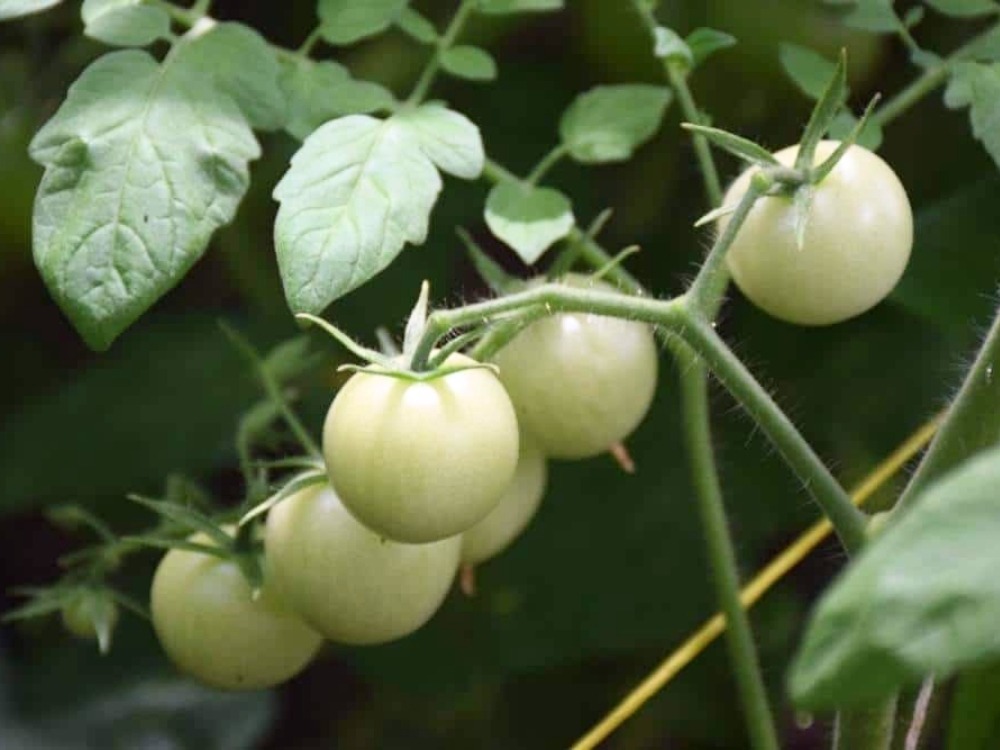 Serba-serbi Manfaat Kandungan White Tomato untuk Kecantikan yang Lagi ...