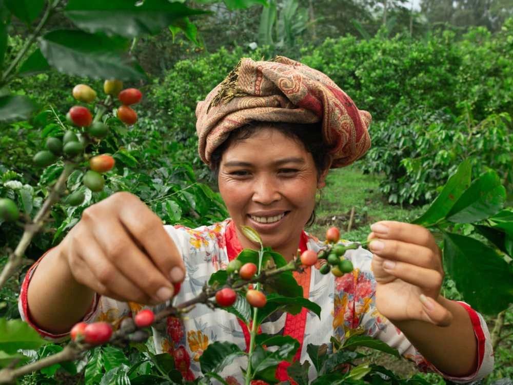 TOMORO Coffee Gunakan Biji Kopi Kintamani dalam Master S.O.E. Series ...