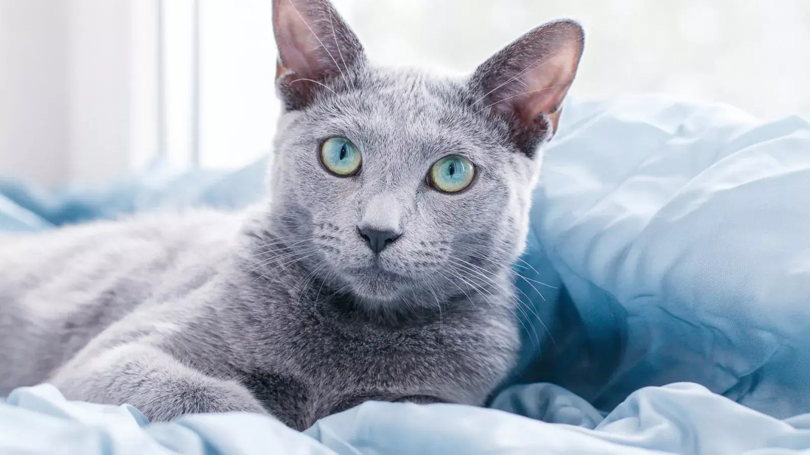 Cat Lovers Merapat! Ini 5 Fakta Tentang Kucing Busok, Ras Asli ...