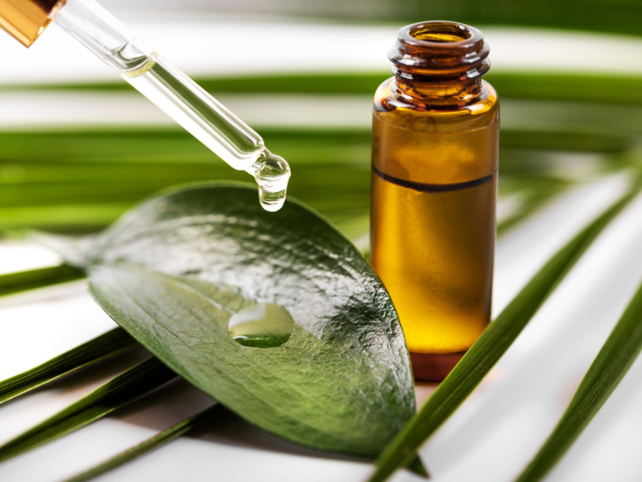 Serba-serbi Tea Tree Oil Menurut Dermatolog yang Menarik Diketahui ...