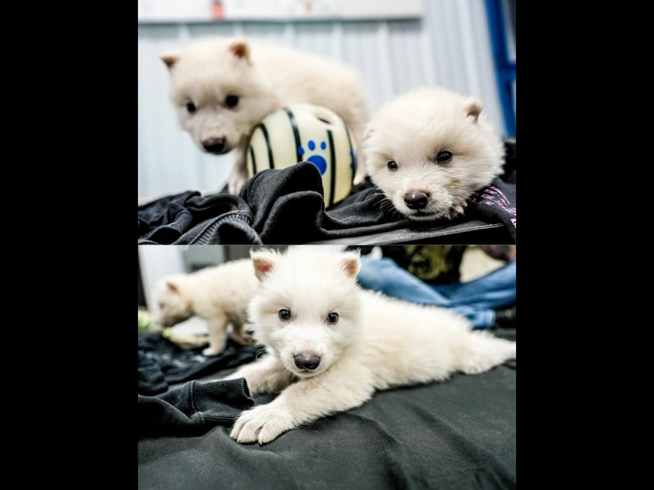 Ilmuwan Berhasil Hidupkan Kembali Dire Wolf, Spesies yang Punah 10 Ribu ...