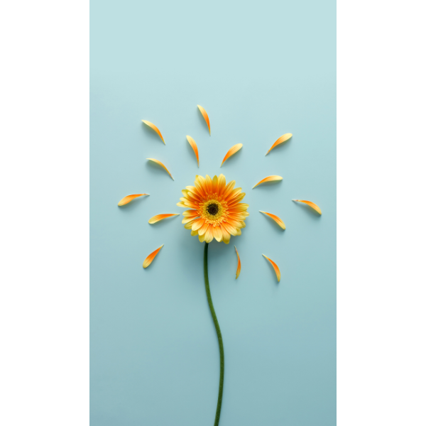 Jual Fragrance MALEALI - Extrait de Parfum Mini Size | Sociolla