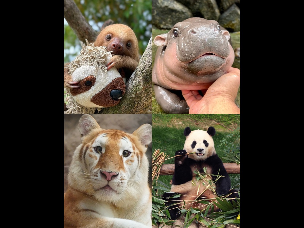 Moo-deng, Bobby, hingga Fu Bao, ini 7 Animal-fluencer yang Viral dan ...