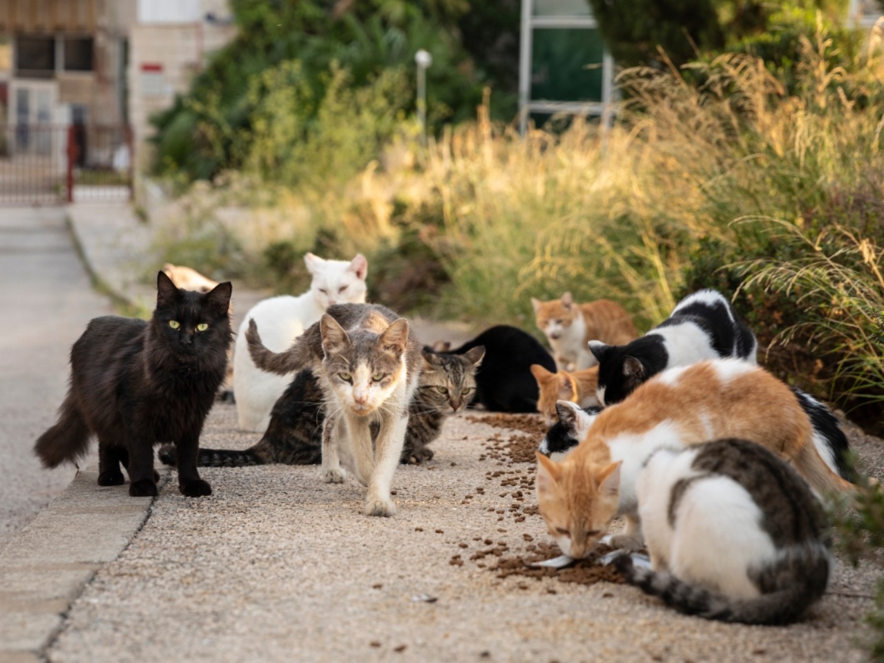 Tips Memberi Makan untuk Kucing Jalanan, Apa Saja yang Perlu Dibawa ...