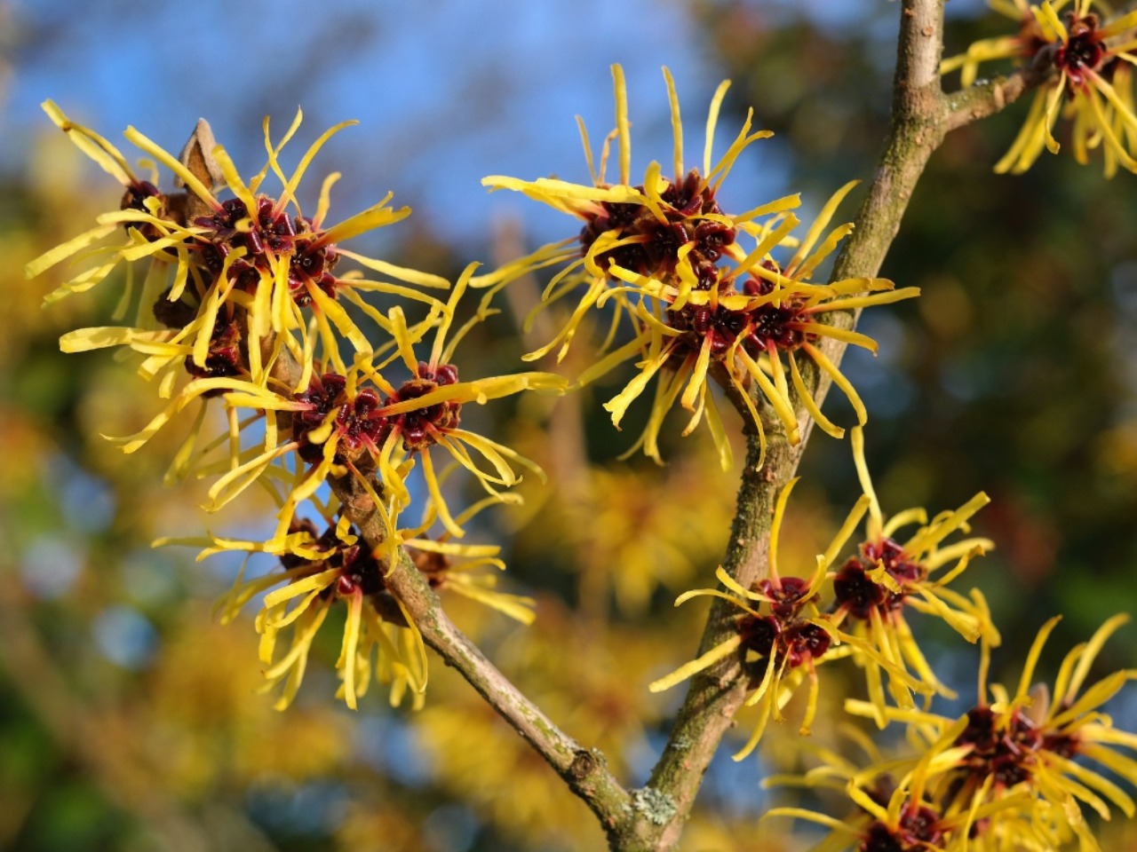 Selain untuk Wajah, Witch Hazel Juga Bermanfaat Bagi Kesehatan Rambut ...