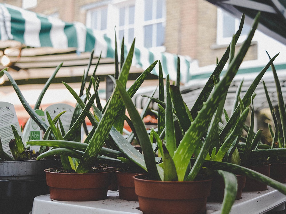 Bisa Jadi Apotek Hidup, Yuk, Tanam 5 Jenis Tanaman Ini di Rumah ...