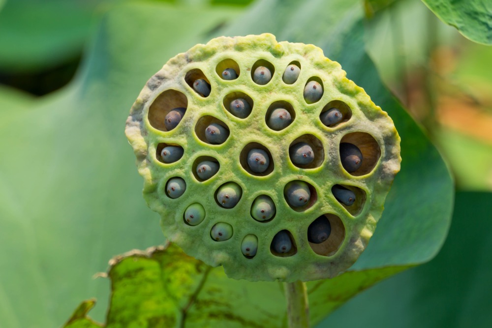 Mengenal Tripofobia, Jenis Fobia Takut Terhadap Sesuatu yang Berbintik ...
