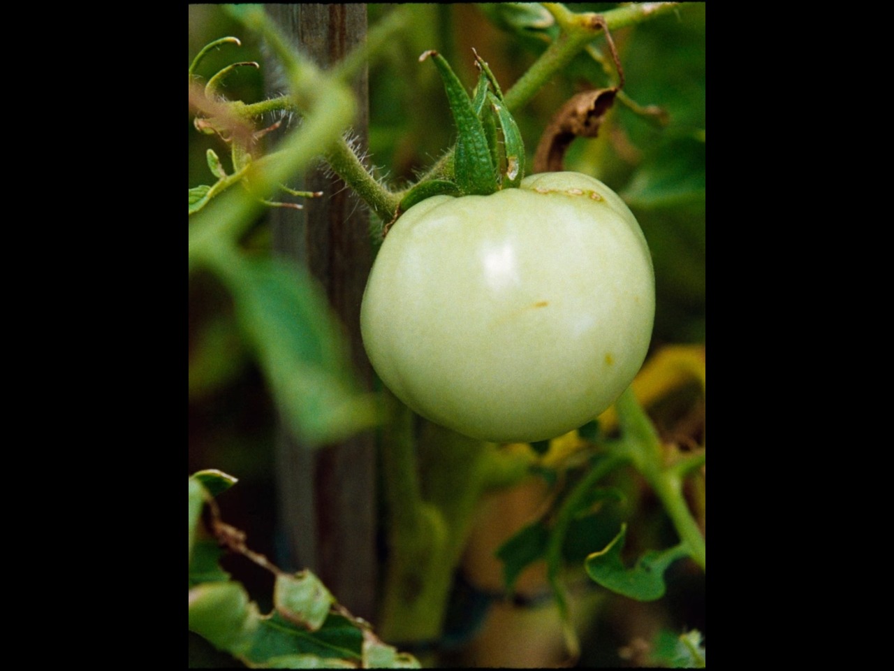 Serba-serbi Manfaat Kandungan White Tomato untuk Kecantikan yang Lagi ...