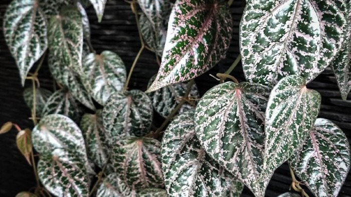 Mengenal Nama Tanaman Rambat yang Biasa Menghiasi Pagar dan Dinding ...