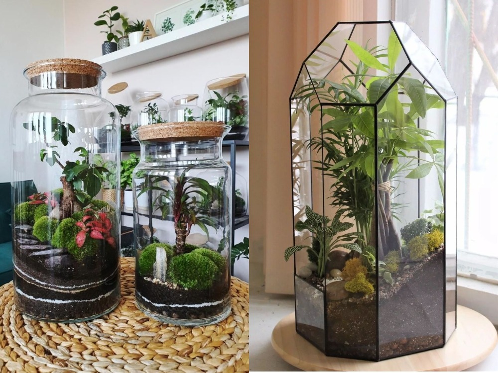 Sering Dianggap Sama, Apa Sih Bedanya Aquascape dan Terarium? - Beauty ...