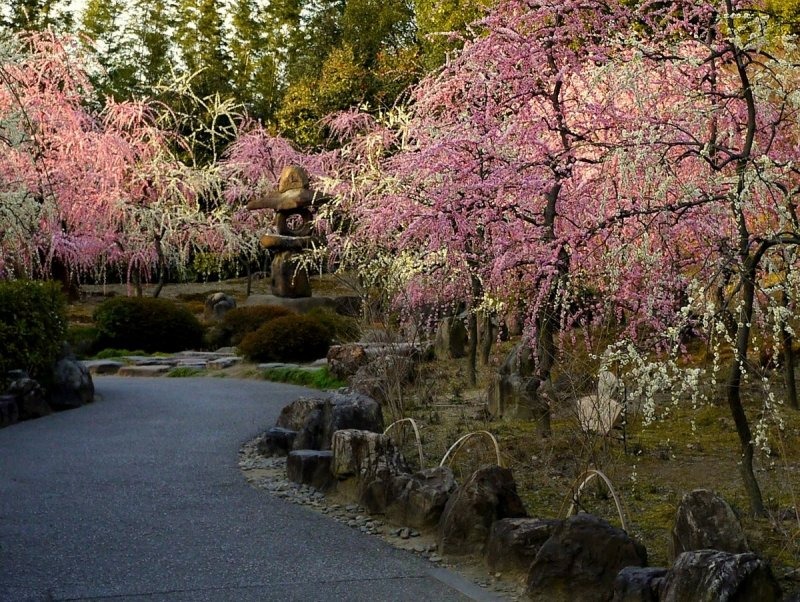 4 Spot Bunga Plum yang Wajib Dikunjungi Selama Musim Semi di Jepang ...