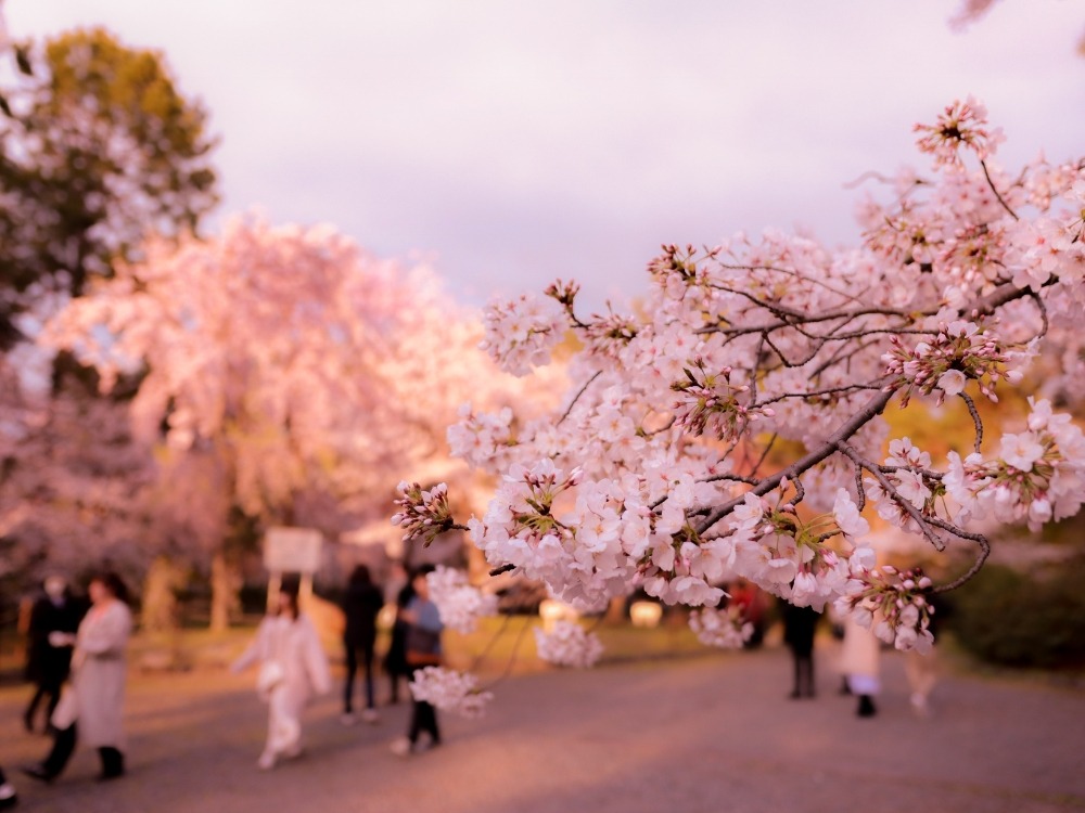 Liburan ke Jepang? Ini 15 Hal yang Kamu Wajib Tahu Sebelum Traveling ke ...
