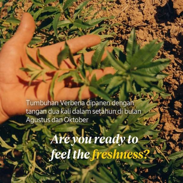 L'Occitane Verbena Geranium, Rangkaian Body Care dengan Aroma Segar nan ...