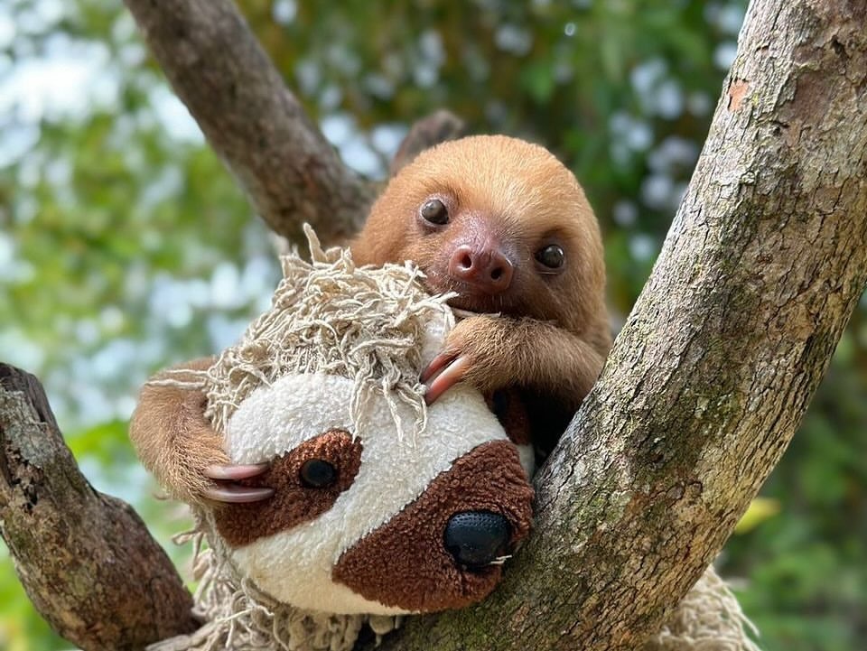 Moo-deng, Bobby, hingga Fu Bao, ini 7 Animal-fluencer yang Viral dan ...