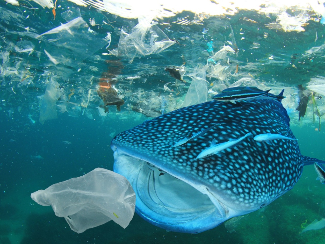 PBB Umumkan Status Ocean Emergency Sebagai Tanda Laut Sudah Tak Baik ...