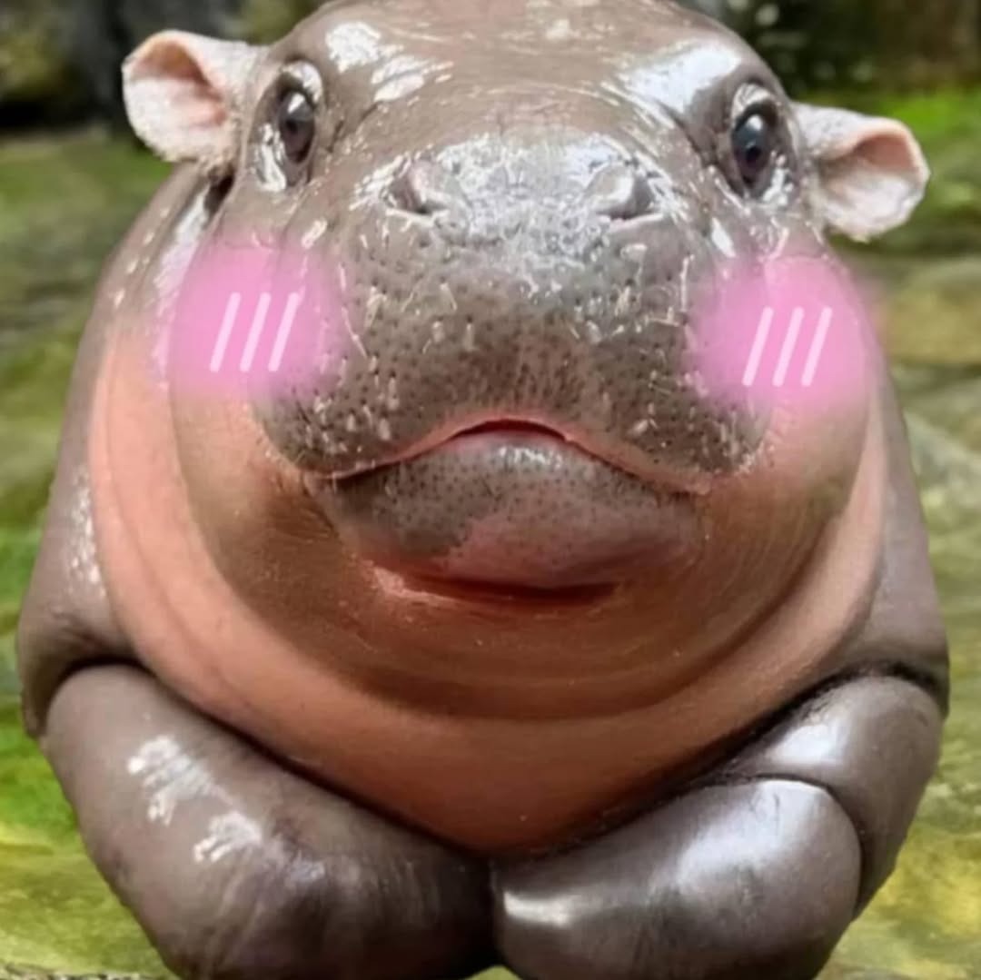 Moo-deng, Bobby, hingga Fu Bao, ini 7 Animal-fluencer yang Viral dan ...