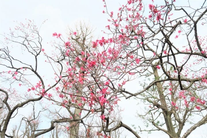 4 Spot Bunga Plum yang Wajib Dikunjungi Selama Musim Semi di Jepang ...