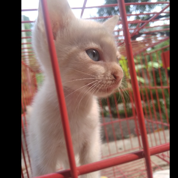 puri_handayani | Puri Handayani - SOCO by Sociolla